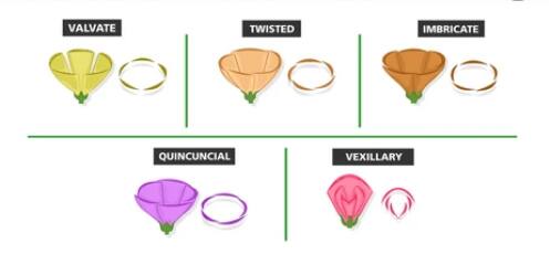 aestivation the floral arrangement - Overview, Structure, Properties & Uses
