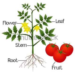 angiosperms - Overview, Structure, Properties & Uses