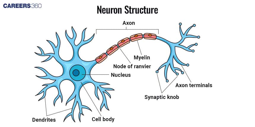 Diagram Of Neuron: Detailed Explanations, Structure & Function