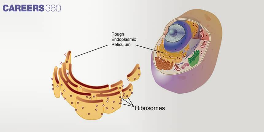 Nucleus: Definition, Types, Examples, Diagram, Questions