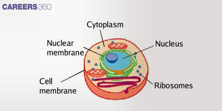 Nucleus: Definition, Types, Examples, Diagram, Questions