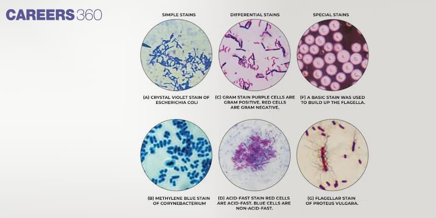 Discovery of Cells- Landmarks in Discovery of Cells