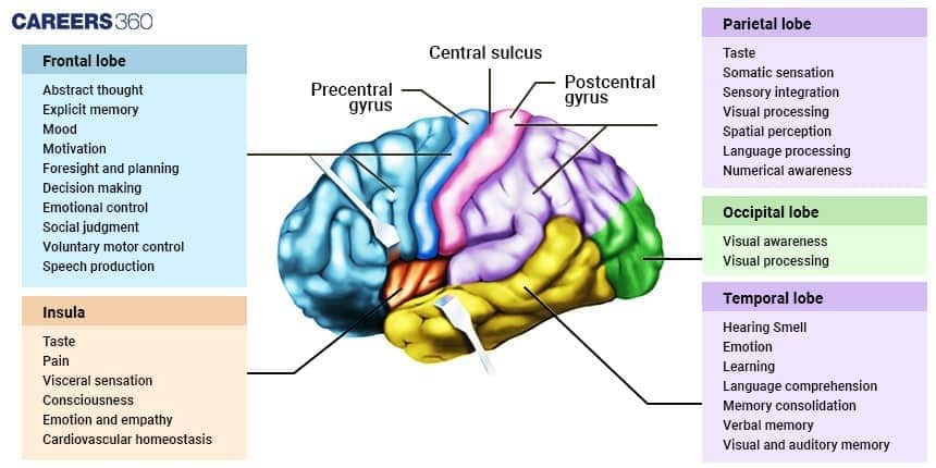 Lobes of Cerebrum: Definition, Function, Structure, Topics