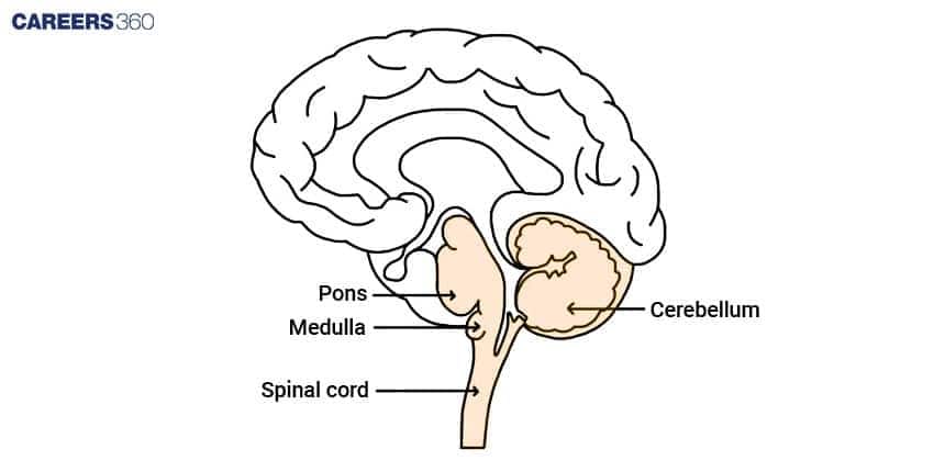 Hindbrain: Definition, Function, Structures, Diagram, Topics