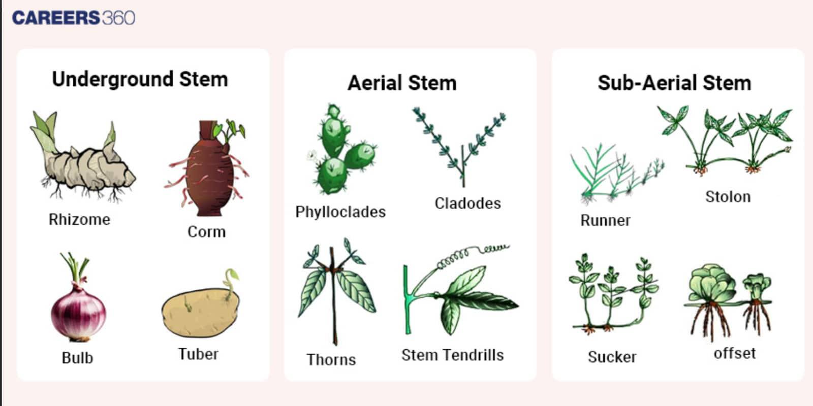 NEET Important Biology Diagrams 2026: Important Biology Diagrams Class ...
