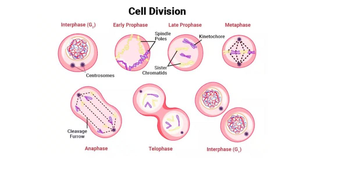 NEET Important Biology Diagrams 2026: Important Biology Diagrams Class ...