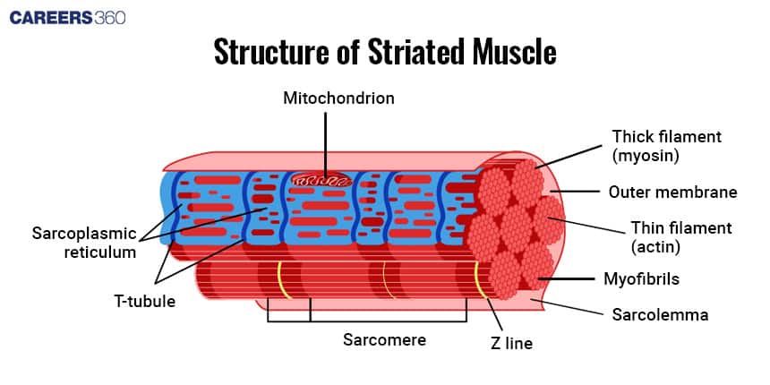 Difference Between Striated Muscles and Smooth Muscles
