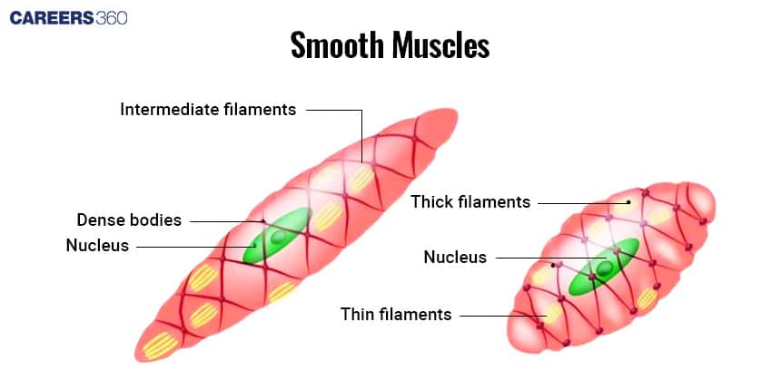 Difference Between Striated Muscles and Smooth Muscles