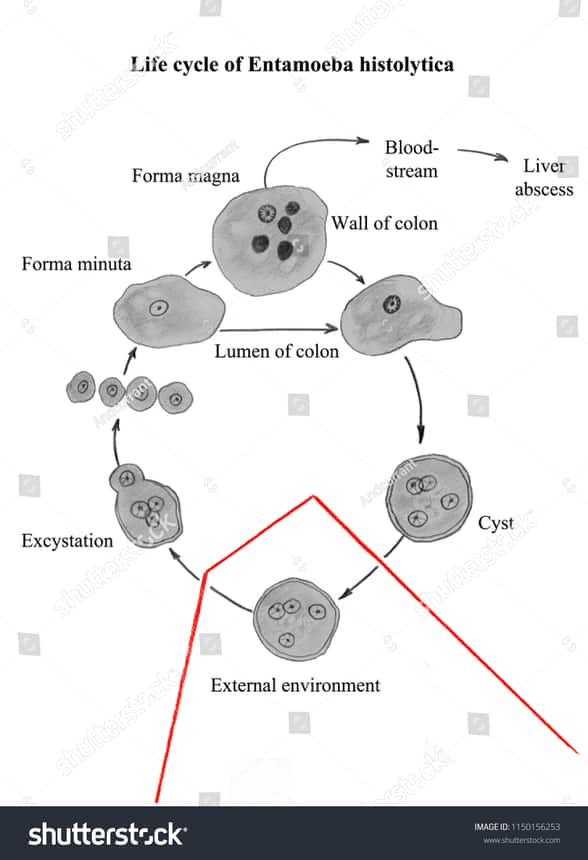 amoebiasis - Overview, Structure, Properties & Uses