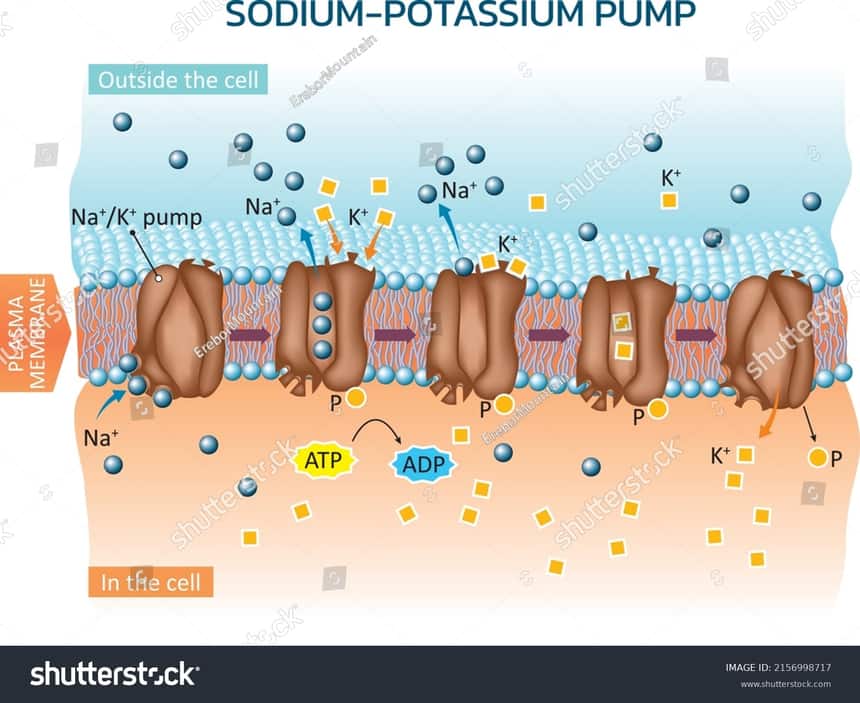 active transport - Overview, Structure, Properties & Uses