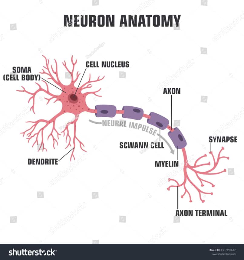 animals nervous system - Overview, Structure, Properties & Uses