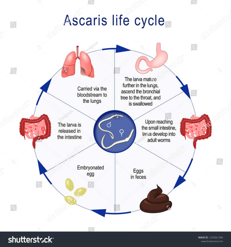 ascaris life cycle - Overview, Structure, Properties & Uses