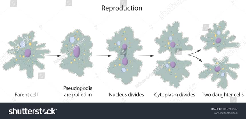 Amoeba - Structure & Classification