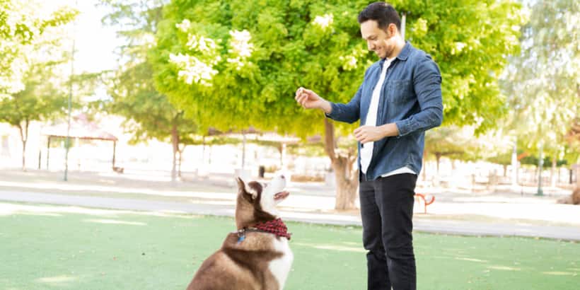 How to Become a Animal Trainer - Salary, Qualification, Skills, Role ...