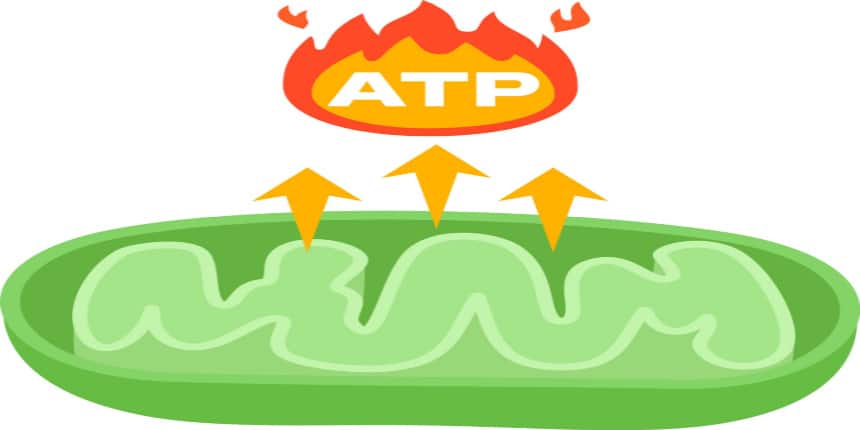 ATP Full Form - What is Full Form of ATP