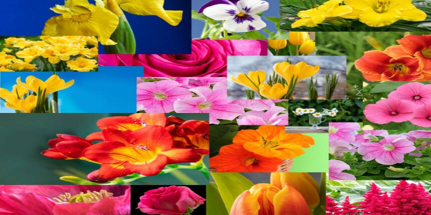 Essay On Flowers - 100, 200 and 500 Words