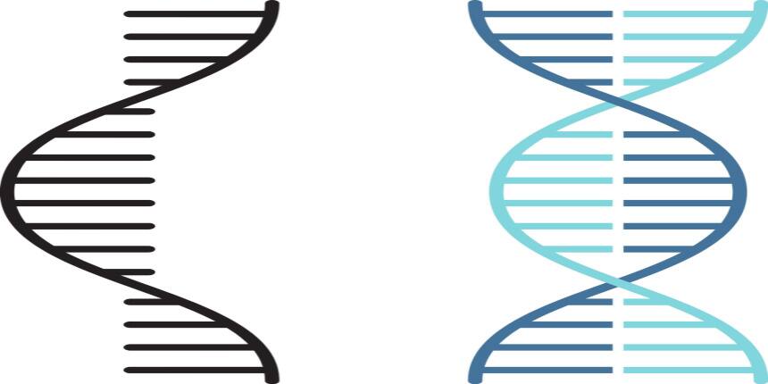 rRNA Full Form - What is Full Form of rRNA