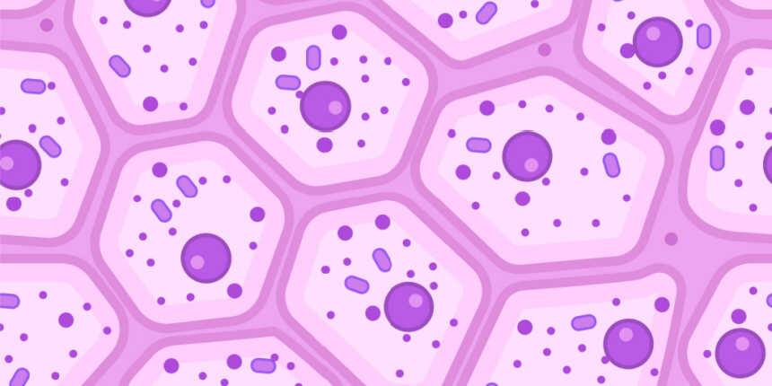 How Many Tissues Are There In A Human Body?