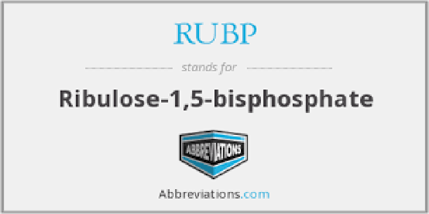 RuBP Full Form - What is the full form of RuBP?