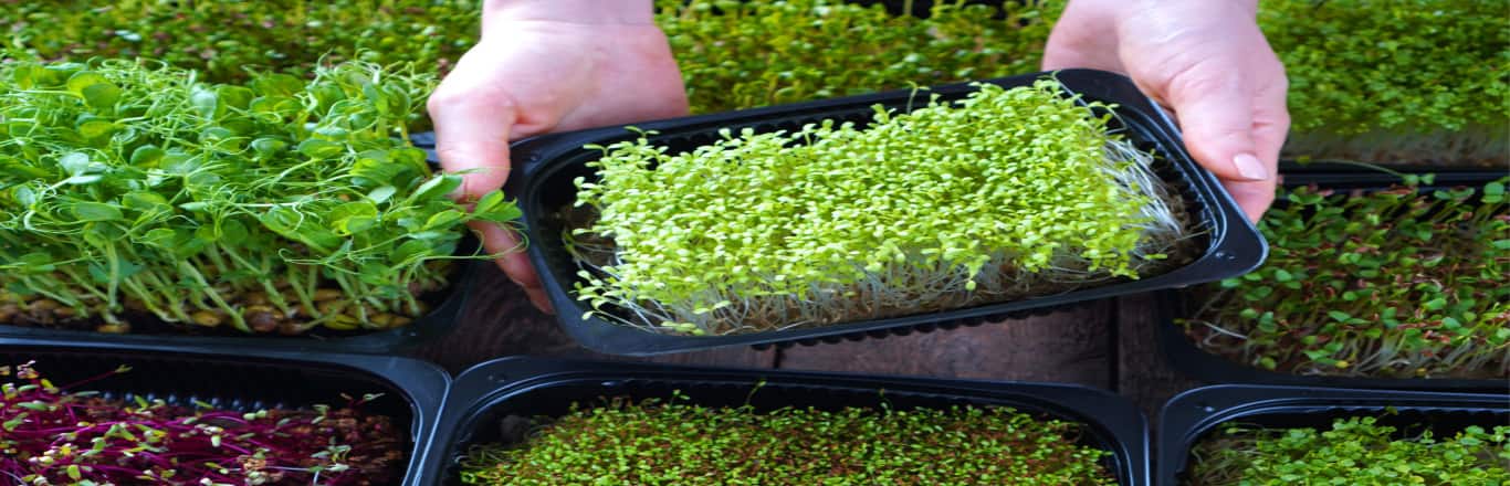 Microgreens MasterClass Business Approach by Udemy: Fee, Duration, How ...
